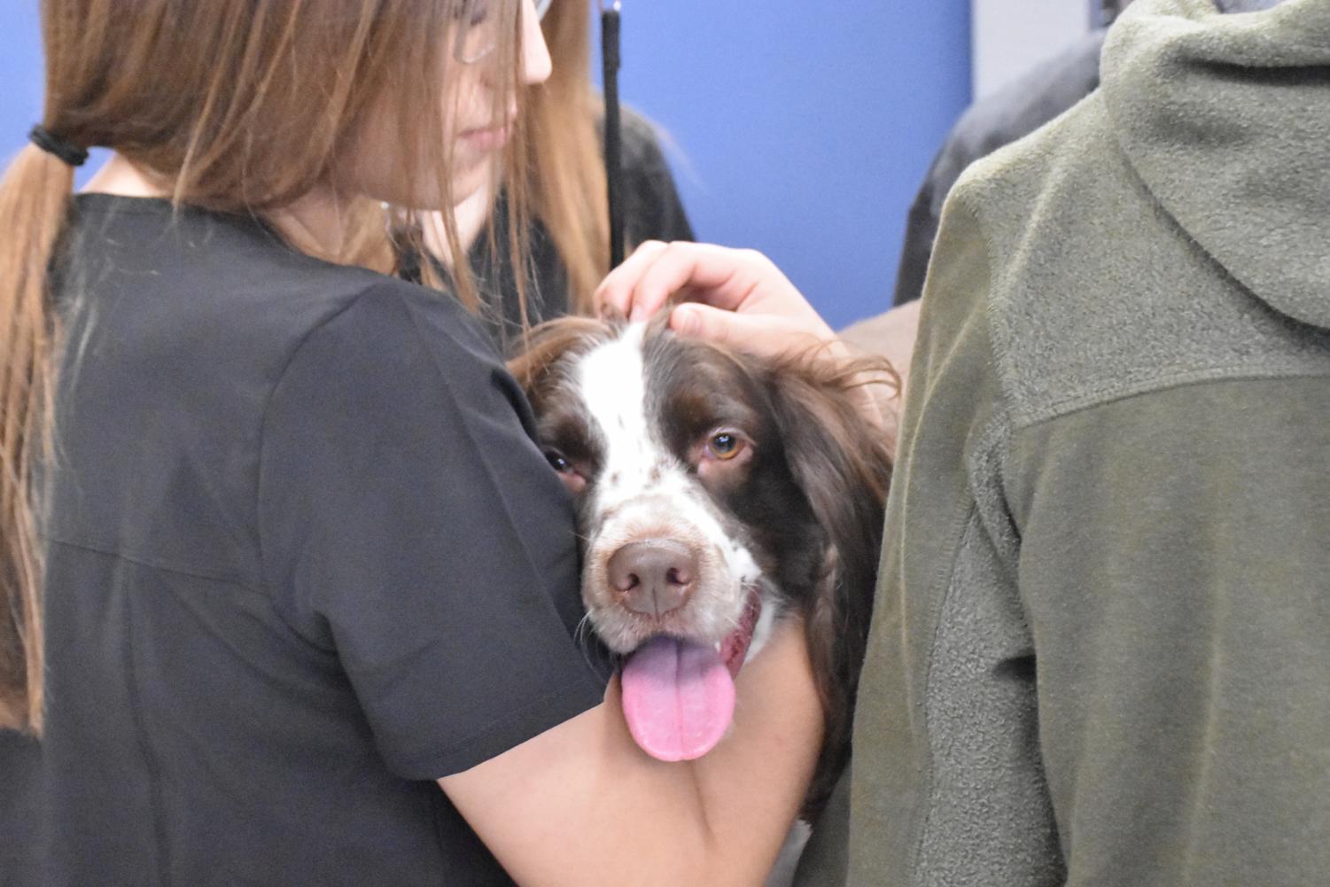 Animal Science Classes Start Dog-grooming Service – The Cat's Eye